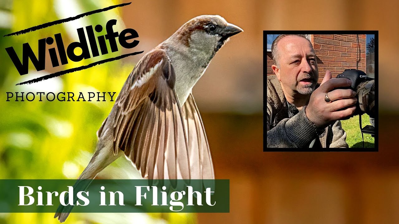GARDEN WILDLIFE PHOTOGRAPHY UK | Ep 5 | Photographing Small Birds in ...