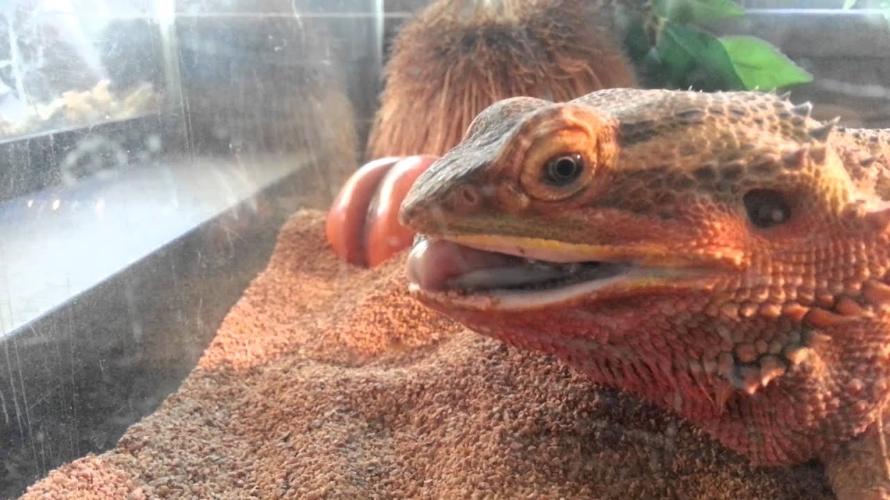 Bearded Dragon Eating Cockroaches - YouTube