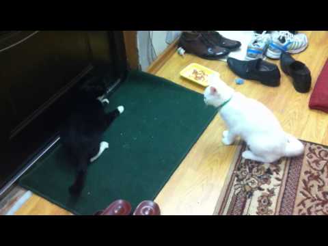 En guzel kedi kavgalari. Best of the cat Fight no:1