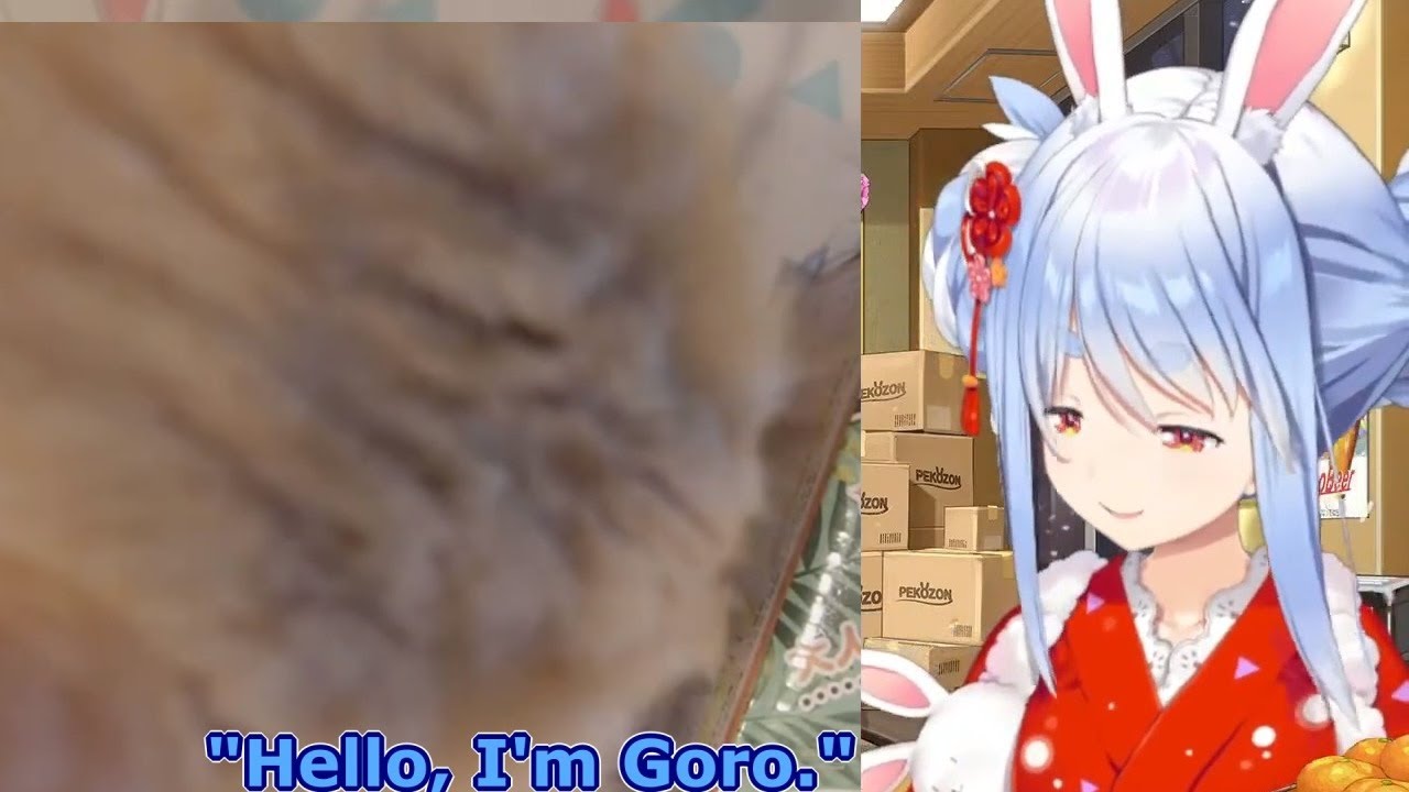Pekora's cat Goro appears while she's showing off her New Year's buys ...