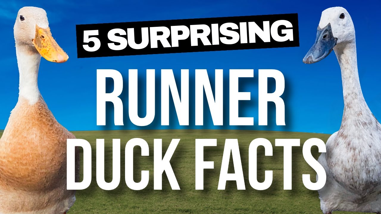 5 Surprising Runner Duck Facts - YouTube