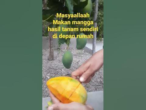 Petik buah mangga hasil tanam sendiri di depan rumah | Nikmatnya berbeda - YouTube