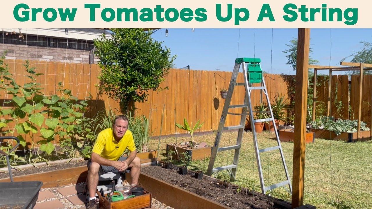2023 Fall Garden Week 1 - How to Grow Tomatoes Up a String - YouTube