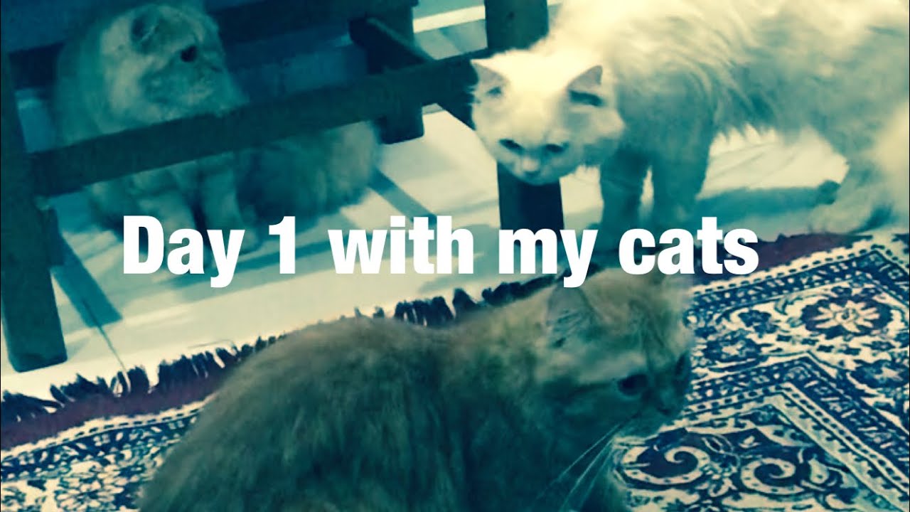 day 1 with my cats mini vlog - YouTube