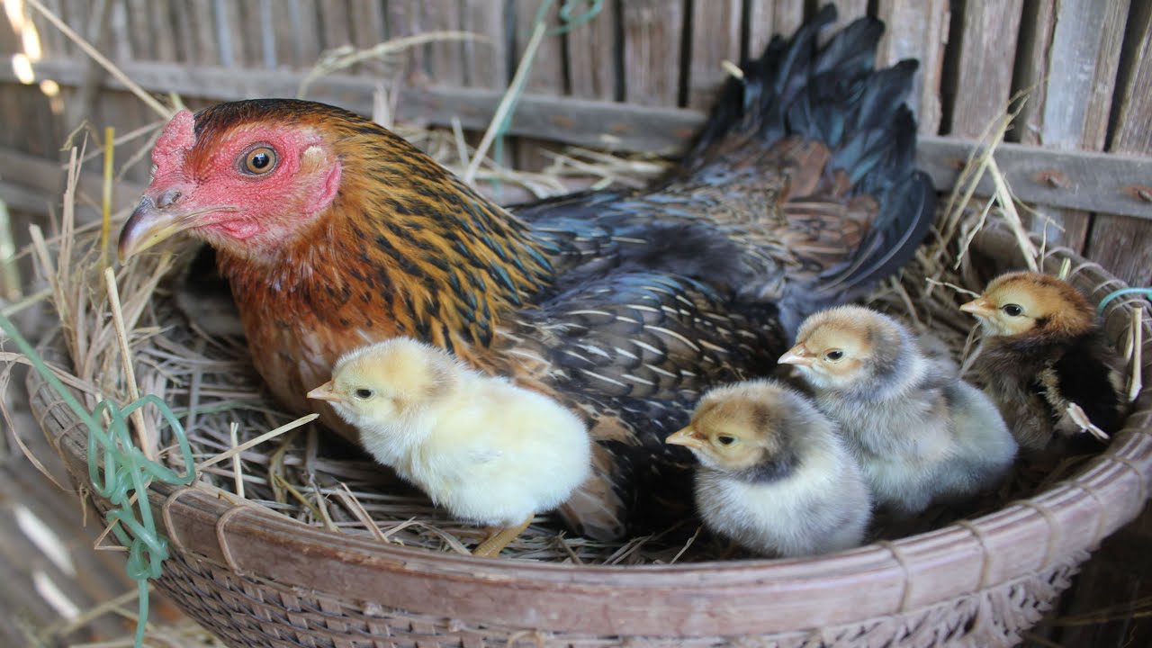 New hen hatched 9 chicks have | Care for newly hatched chicks - YouTube