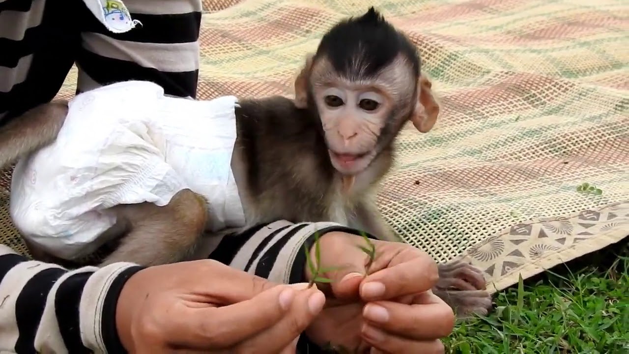 Baby Monkey Dewdew Stop Scare and Try to Play With Friend Bi - YouTube
