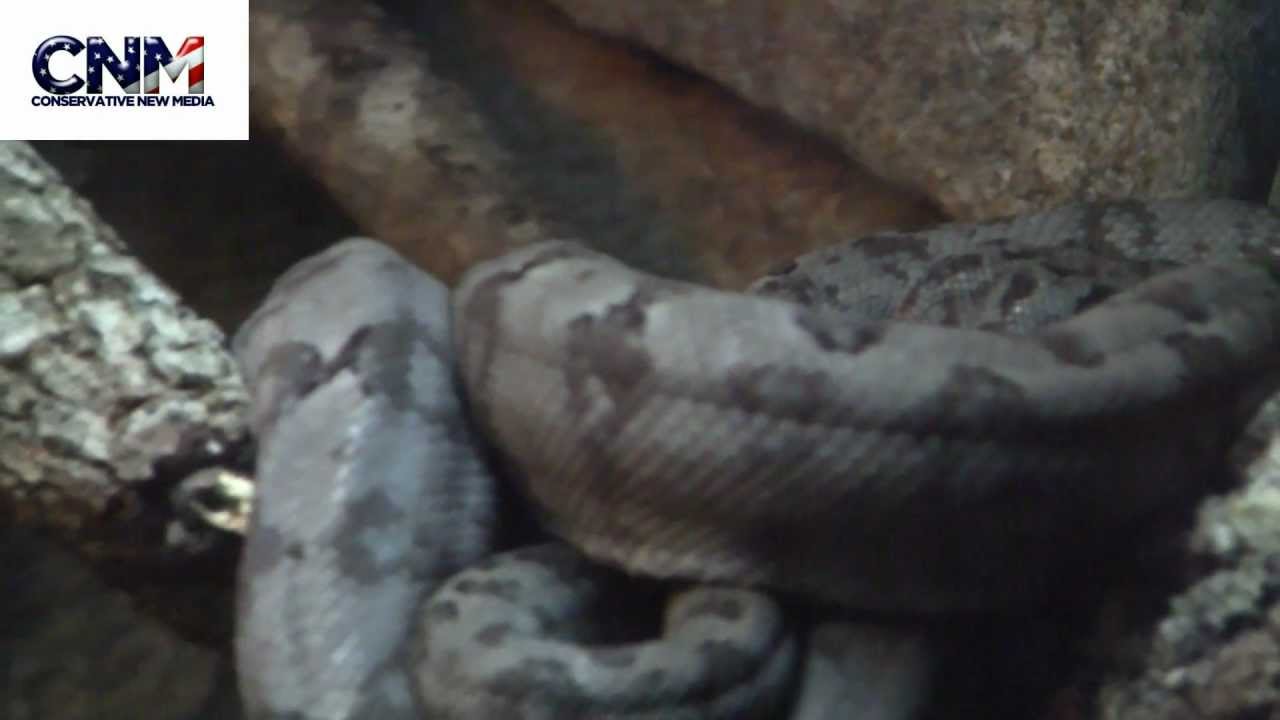Boa Constrictor Snake (Grey) in 1080P HD - by John D. Villarreal - YouTube