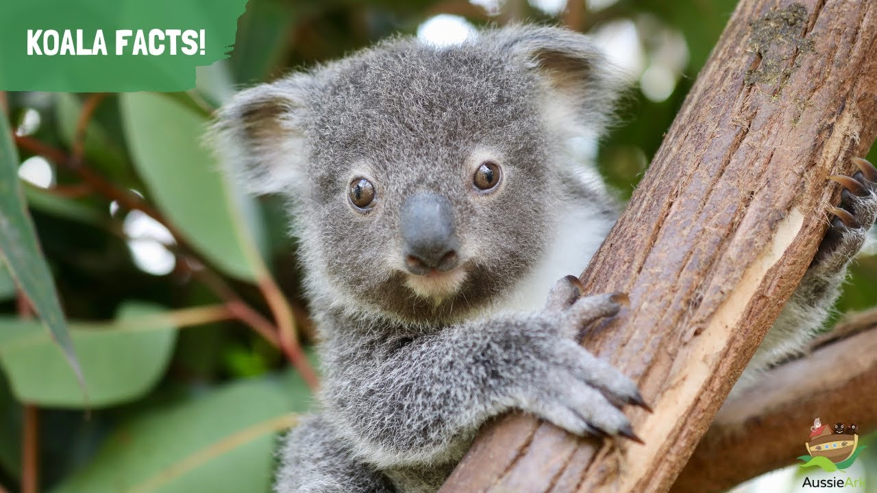Koala Facts! - YouTube