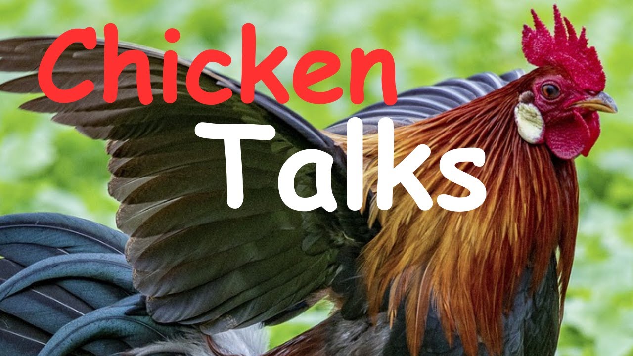 Top 12 Chicken Sounds: Non-Stop Chicken Chatter - YouTube