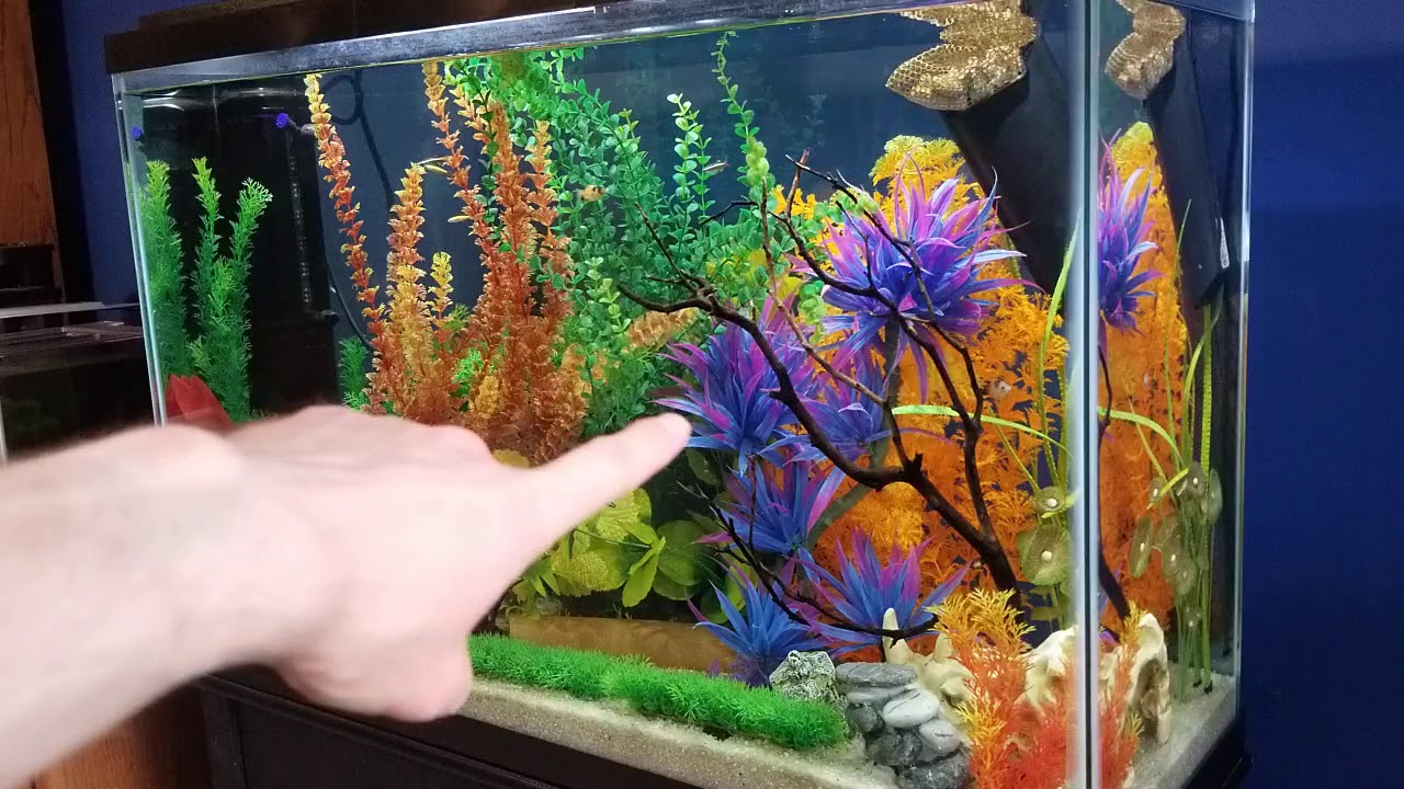 Fish tank essentials - YouTube