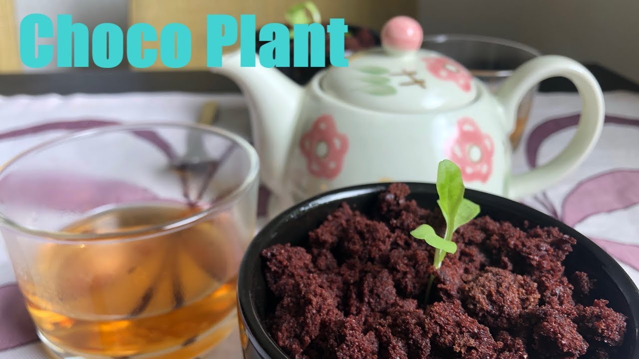 DIY: How to make Choco plant/ chocolate cupcake DIY dessert - YouTube