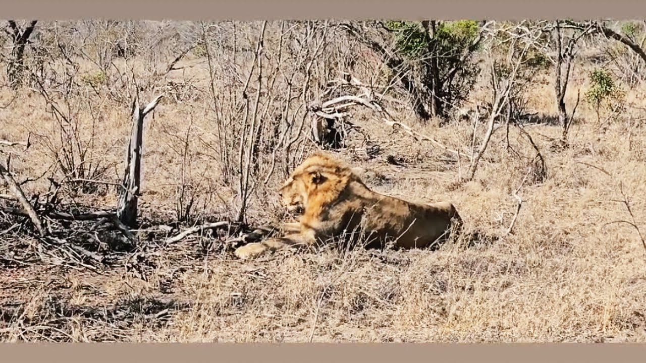 4 Young Monwana Male Lions with Birmingham Breakaway Lioness | 1 ...