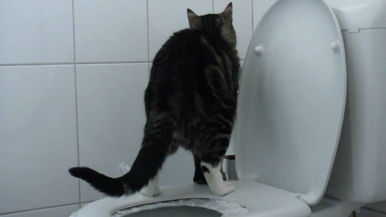 My cat takes a dump on the toilet.MP4 - YouTube