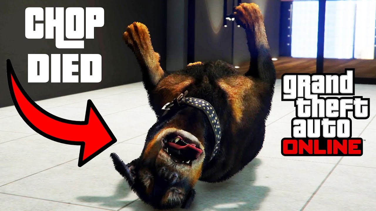 GTA Online CHOP ALMOST DIED eats DRUGS gets HIGH (THE CONTRACT) - YouTube