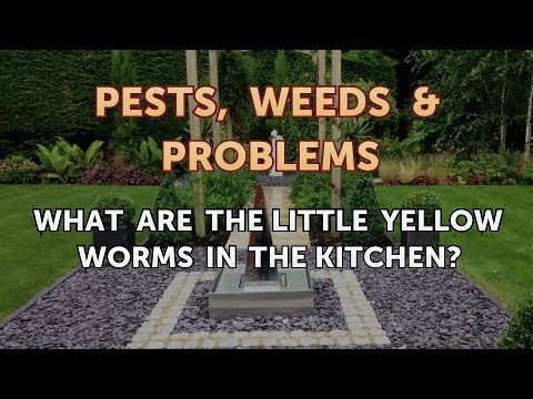 What Are the Little Yellow Worms in the Kitchen? - YouTube