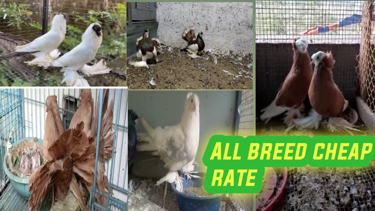 Top quality pigeons || American fantail hungrian white top bukhara ...