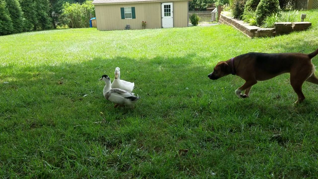 DUCK VS. DOG! - YouTube
