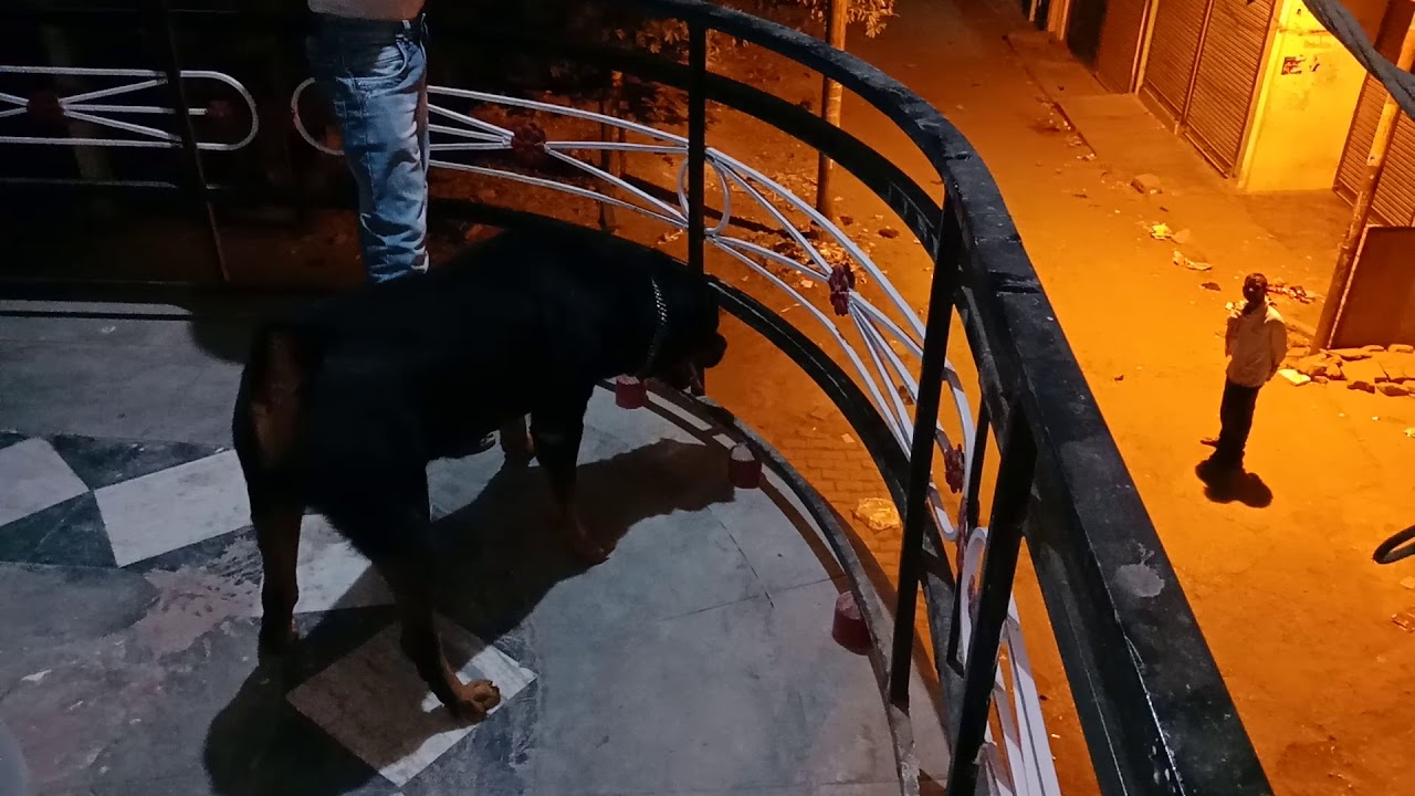 Rottweiler attack on owner - YouTube
