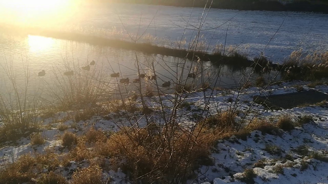 Looking at ducks in Denmark (Virum) at winter time - YouTube