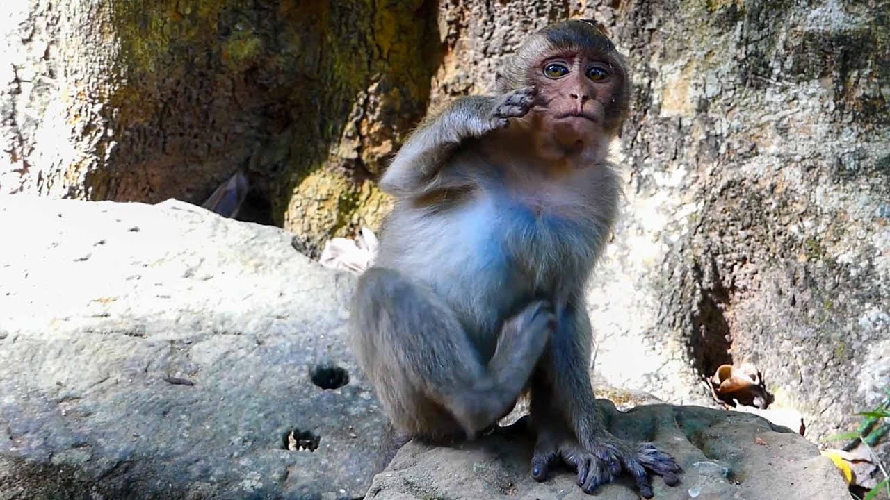 Macy Need Walk with King or Big Monkey For Protect His Security | King ...