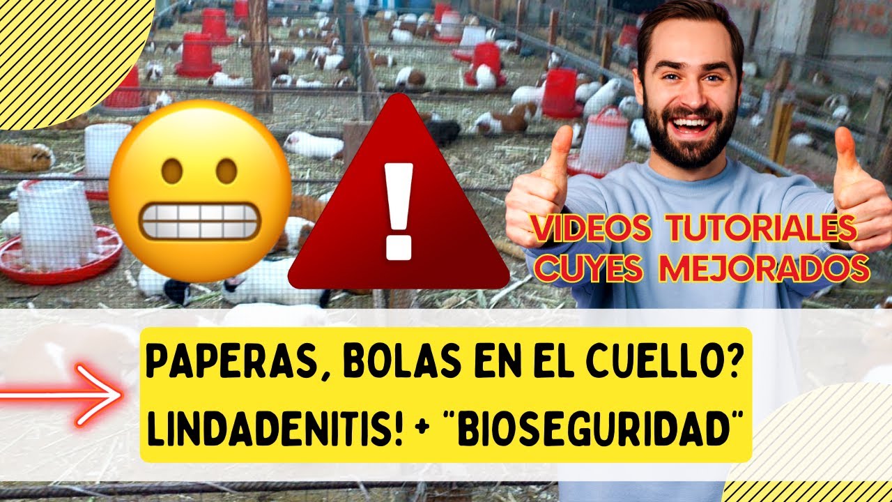 ¡ALERTA! Cuyes con bolas en el cuello: ¿Paperas o linfadenitis? Claves ...
