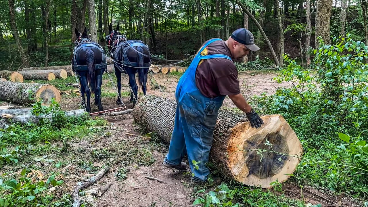 MULE LOGGING: Skidding and Bunching Logs!!! #258 #horselogging #mules # ...