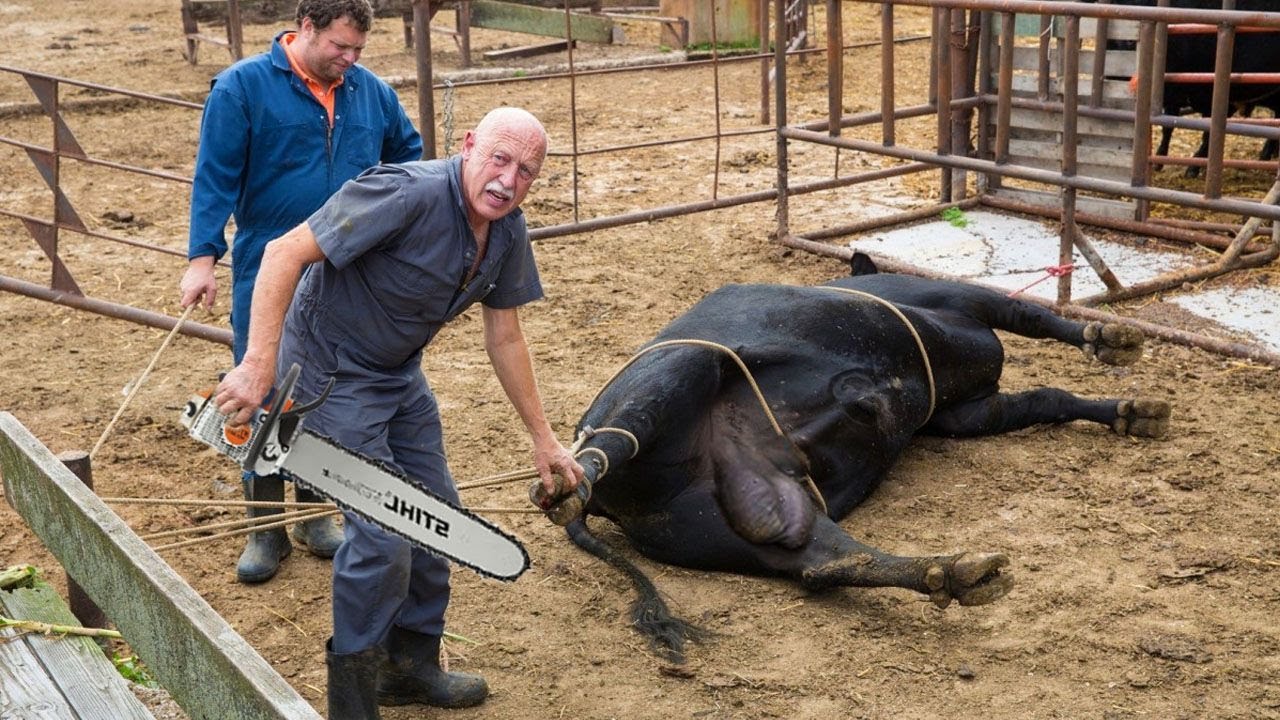 Extreme Dangerous Cow Transportation Automatic Milking Pretty Girl ...