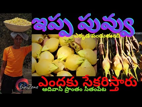 ippapuvvu | Vippa puvvu | Mohuwa flower | Madhuca longifolia ...