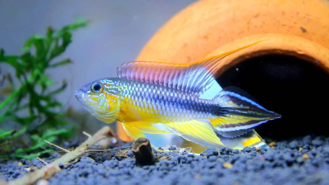 Apistogramma agassizii cuipeua F1 - YouTube