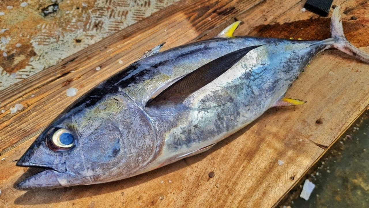 Wow! World's Fastest Tuna Cutting Skill Specialist | Sharpest Tuna ...