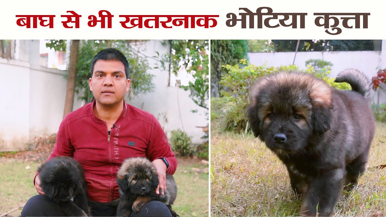 वफादार, बलवान, बुद्धिमान भोटिया कुत्ता। Bhotiya Dog। Himalayan Sheep ...