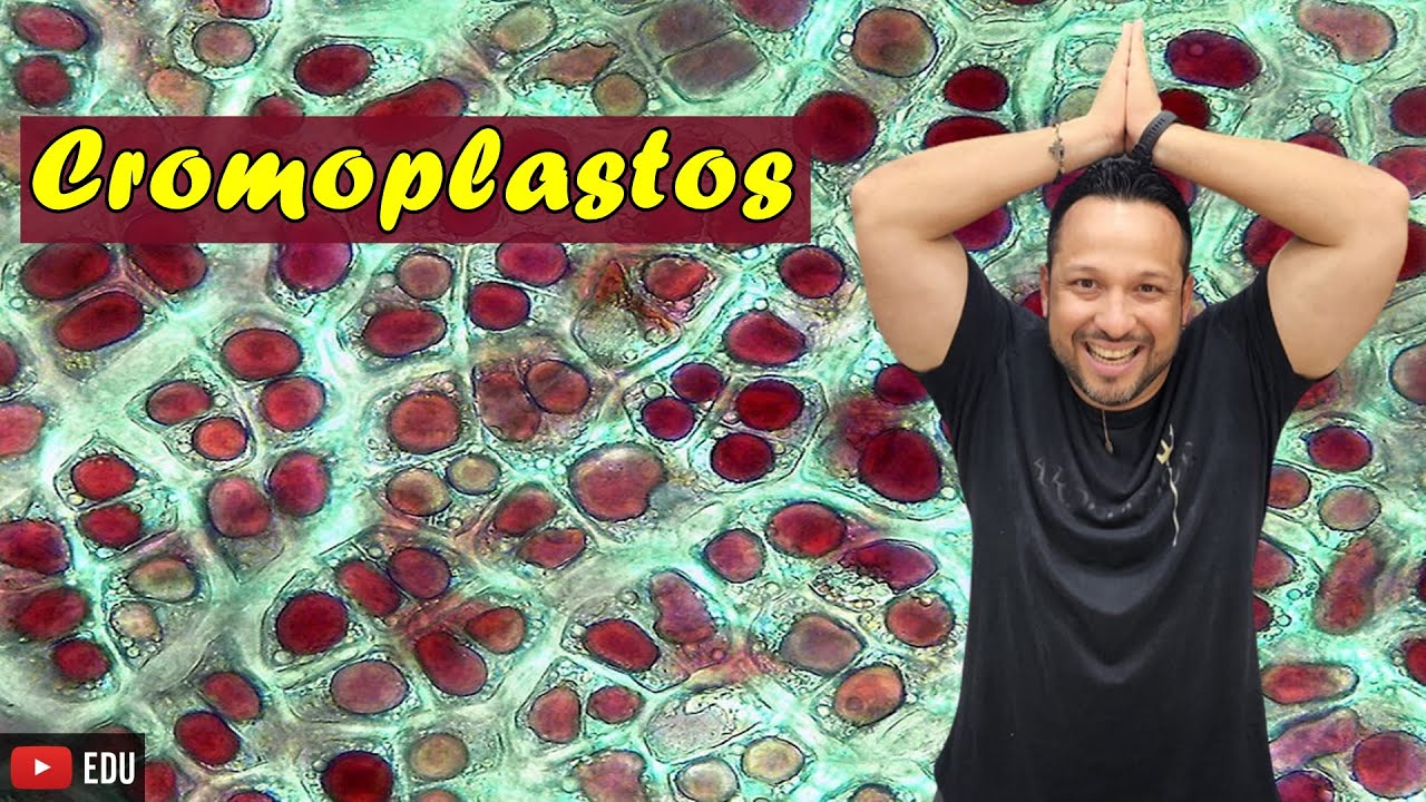 Cromoplastos - Tipos de Plastos - Organelas Citoplasmáticas - Citoplasma - Citologia - YouTube