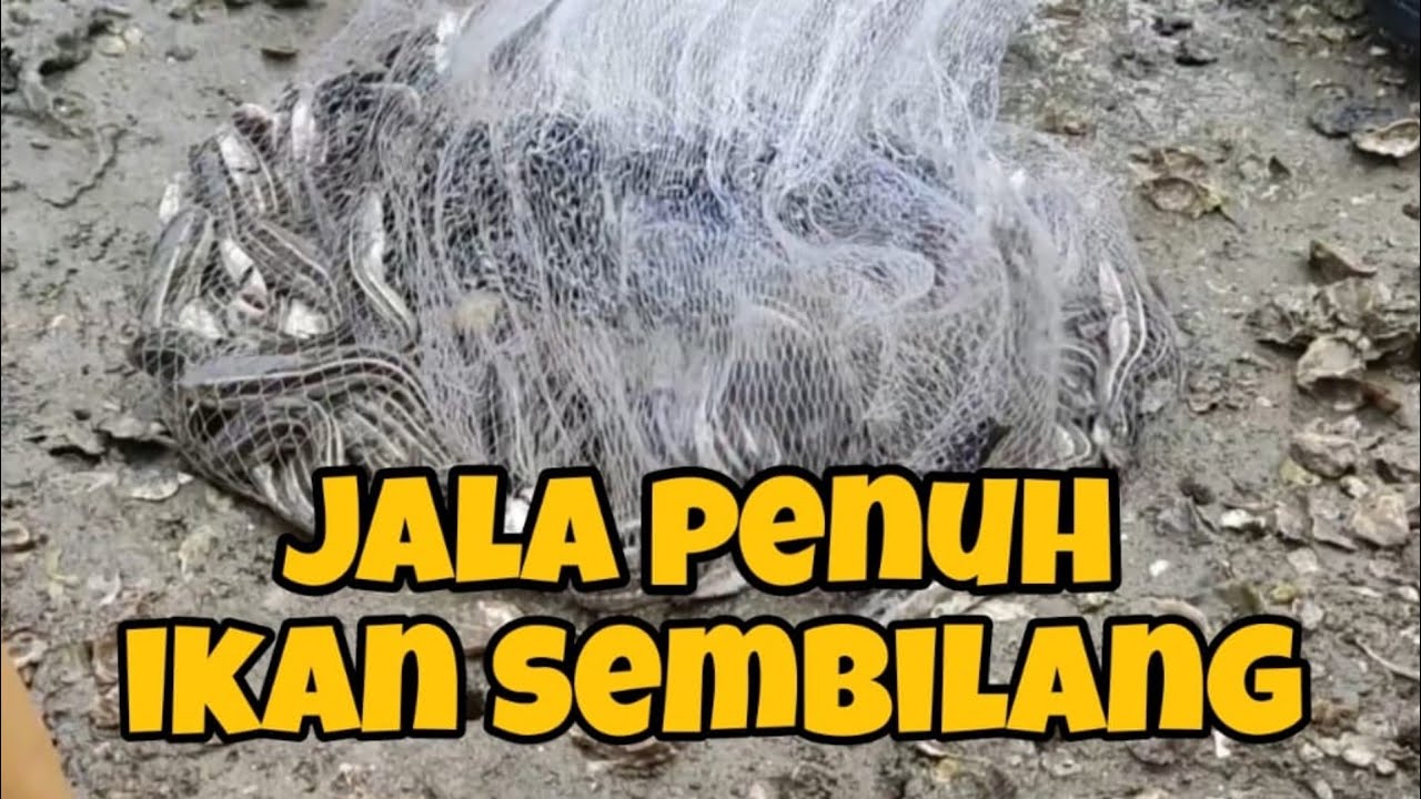 MENJALA IKAN SEMBILANG KARANG - YouTube