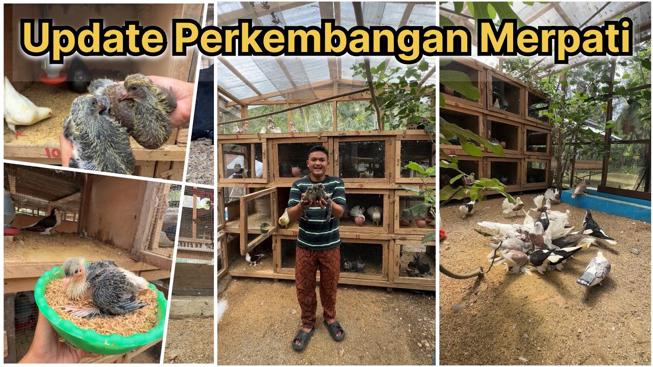 Update perkembangan merpati di aviary FARM ZUPARDI - YouTube