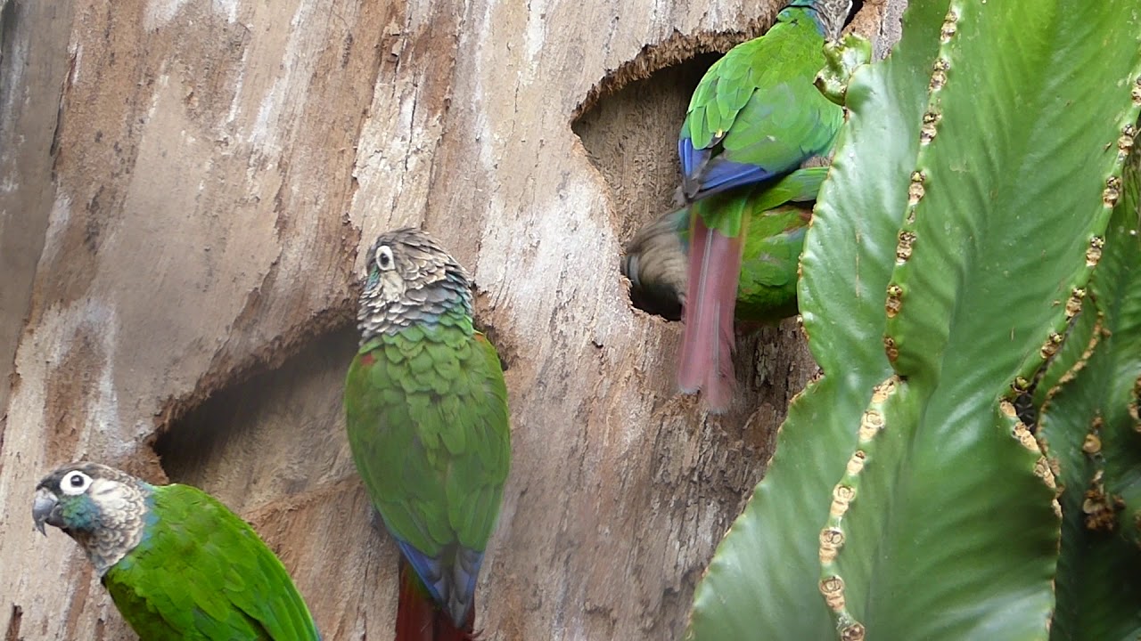 Pearly conure social foraging / enrichment - YouTube