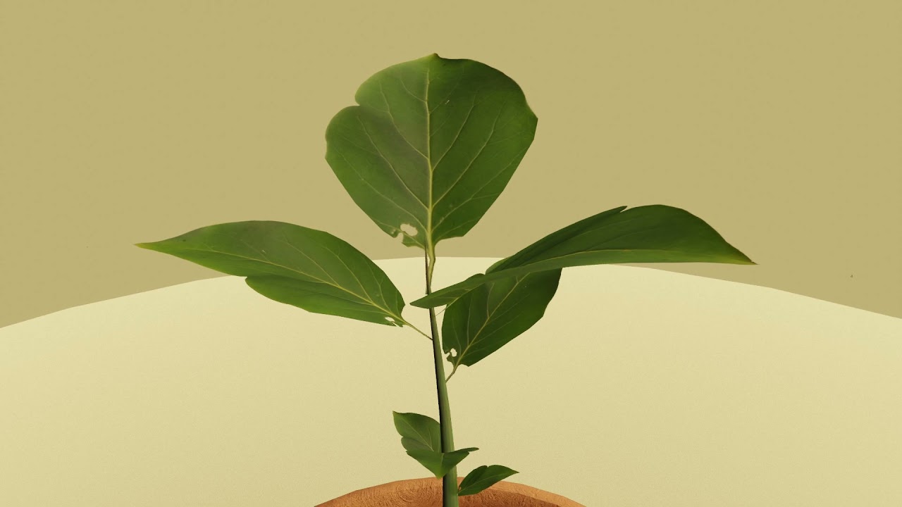 Growing Plant animation (Blender) - YouTube