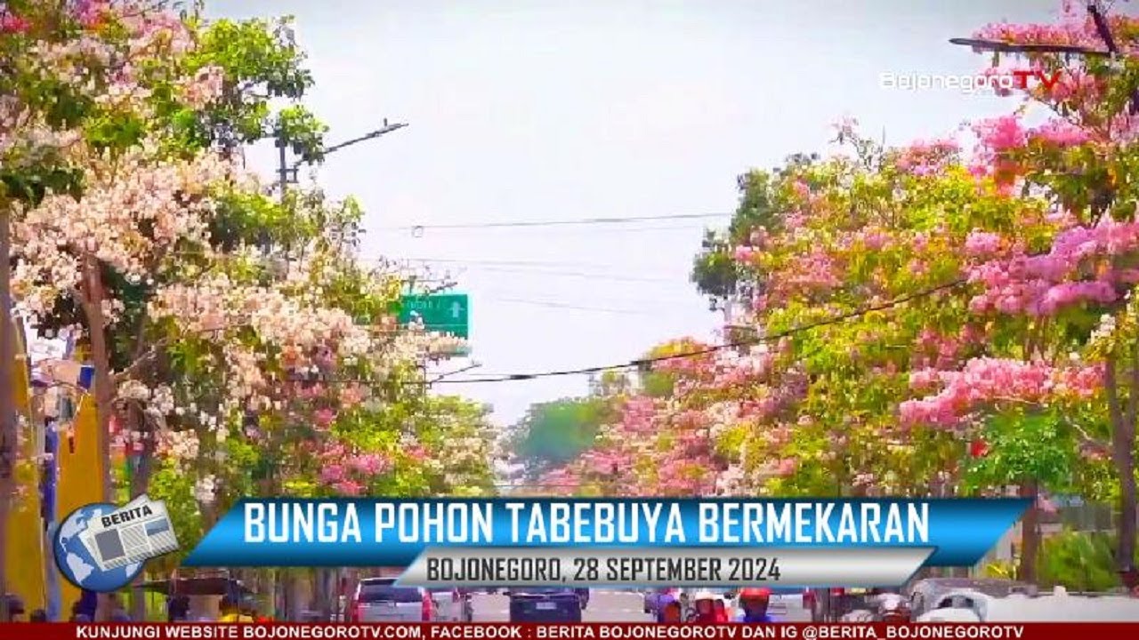 Cantiknya Bunga Ribuan Pohon Tabebuya di Kota Bojonegoro Saat ...