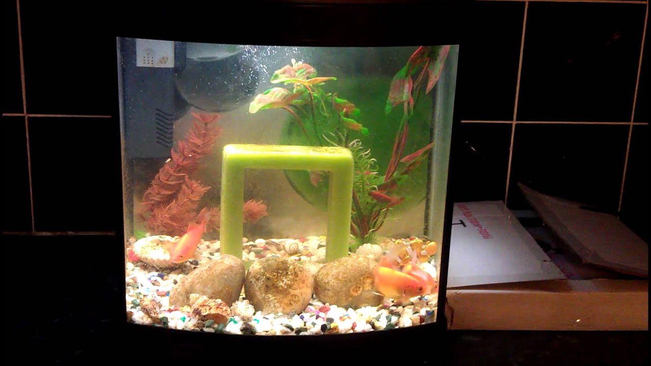 Goldfish fighting, mating or playing? - YouTube