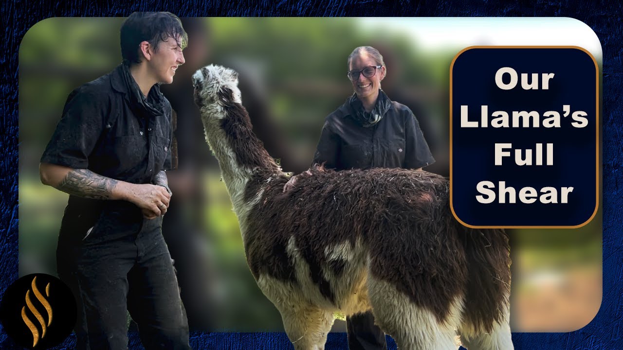 Our New Llama's Shearing - YouTube