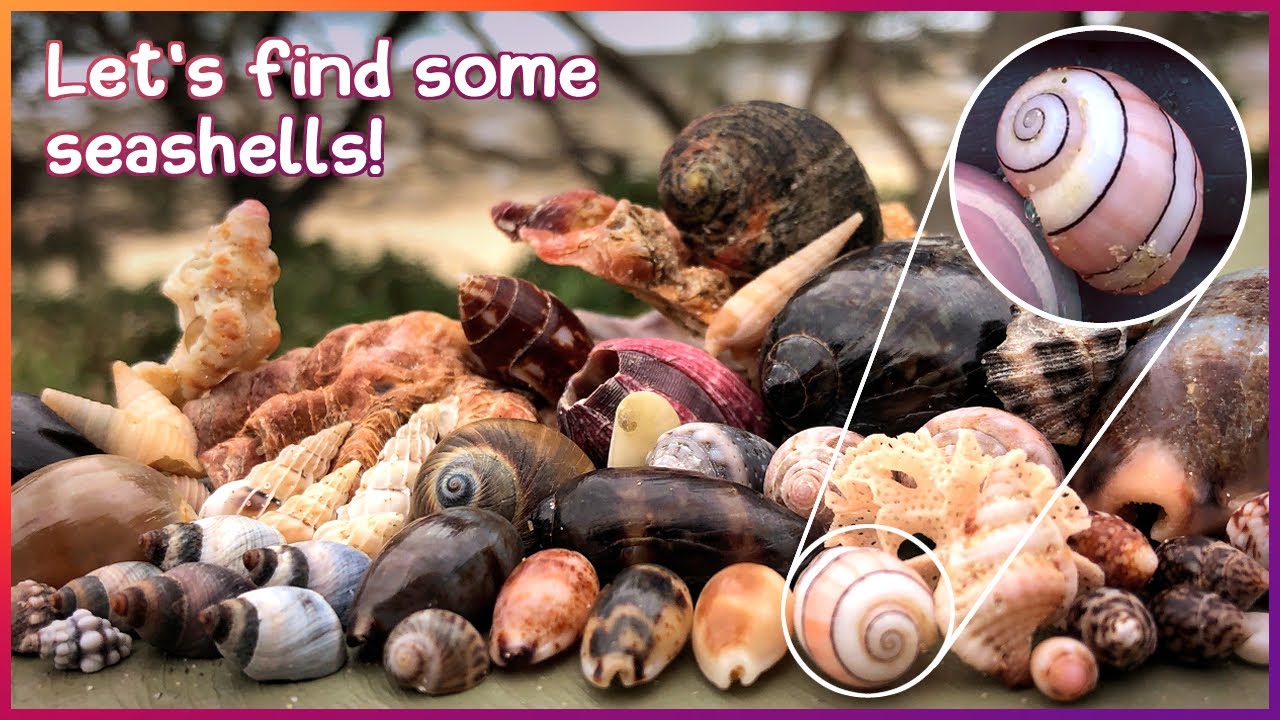 Looking for Microshells | Rare Royal Paper Bubble [Virtual Shelling ...