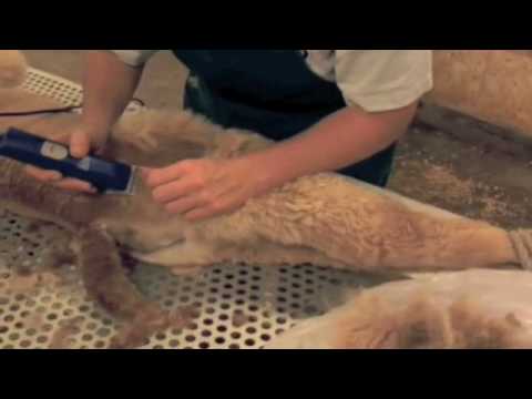 Alpaca Shearing, Shearing a cria - YouTube