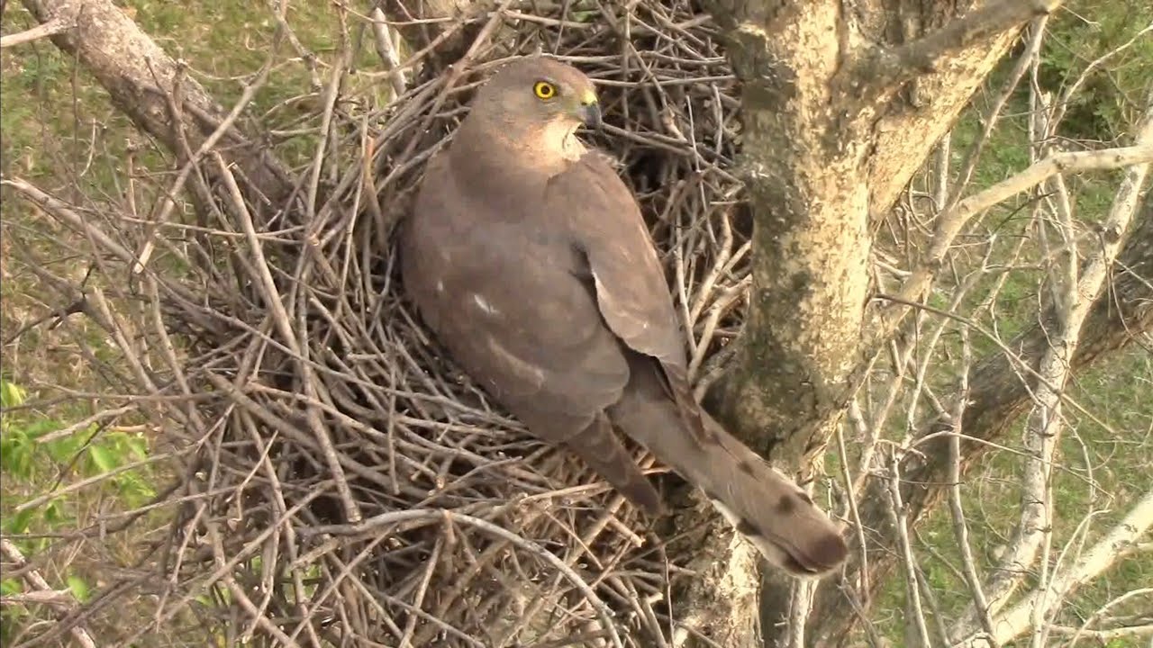 Greetings To Shikra Babies | Shikra Hunting Season Will Be Soon ...