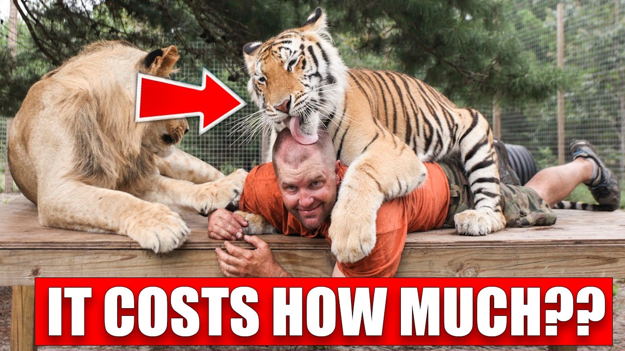 How Much Owning A Tiger Really Costs - YouTube