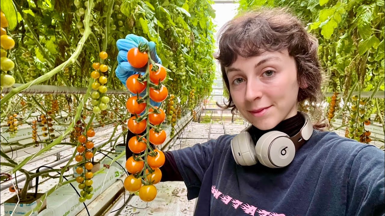 First pick on our commercial UK Tomato farm! - YouTube
