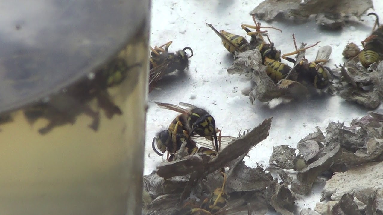 Wasp Attack 06 07 27 2016 - YouTube