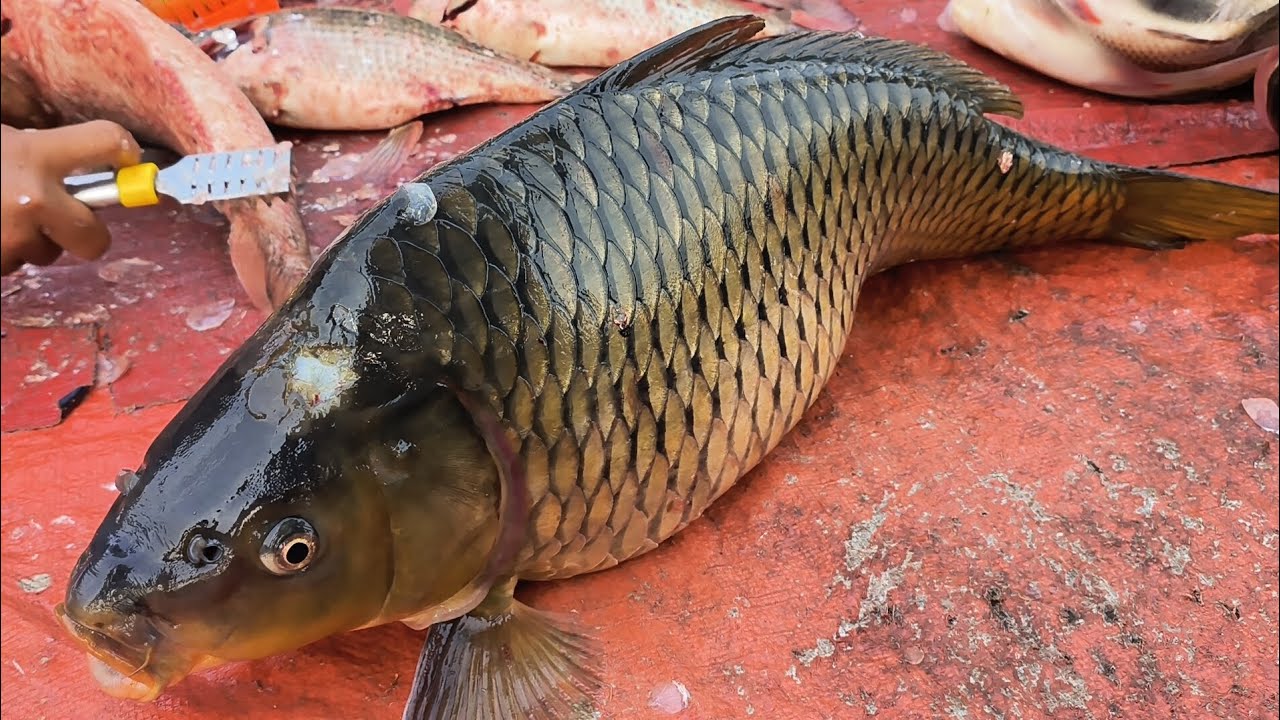 Never Seen!!! Giant Carp Fish Cutting Live In Fish Market | #video # ...