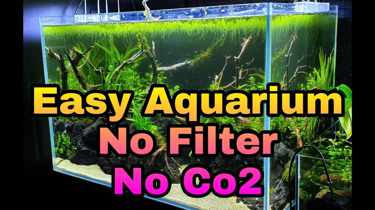 Easy Tropical Aquarium NO Filter NO Co2(Freshwater Aquarium Fish-Snail ...