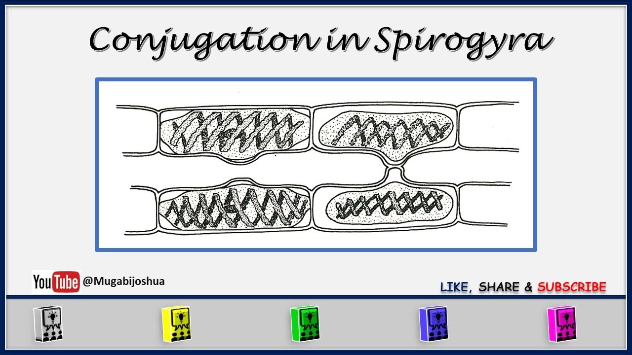 Spirogyra Conjugation Spirogyra Sexual Reproduction Lateral