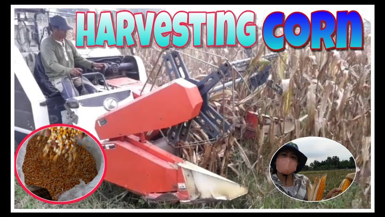 HARVESTING CORN/FIRST TIME PLANTING CORN PART 1 ( with english subtitle ...