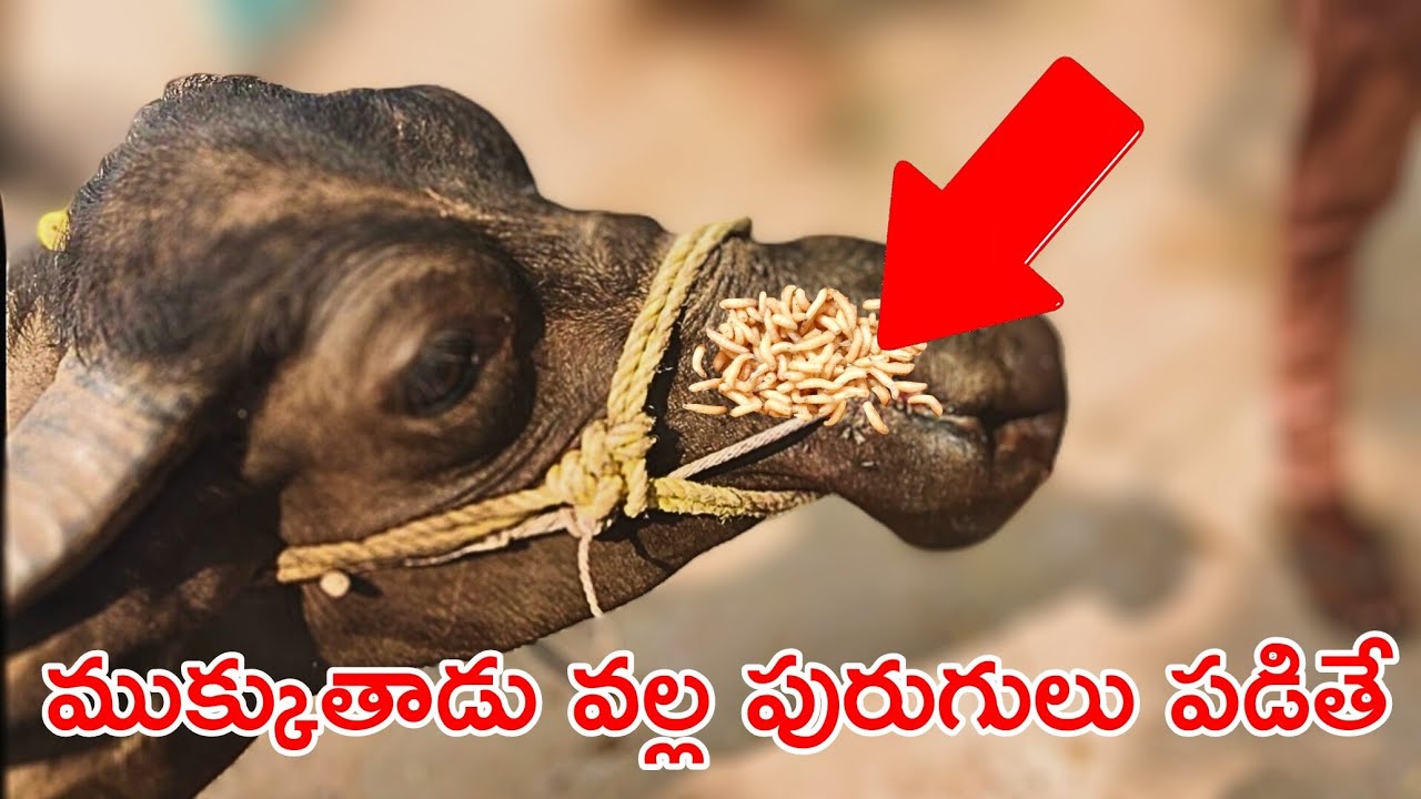 ముక్కులో పురుగులు పడితే... Larva | Maggot wound in Nasal region of ...